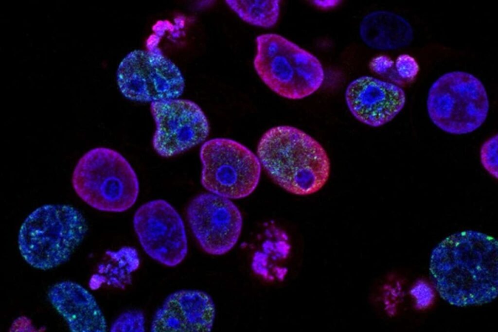 Best Microscopes for Home Use in 2026: See the Invisible World - THE ...